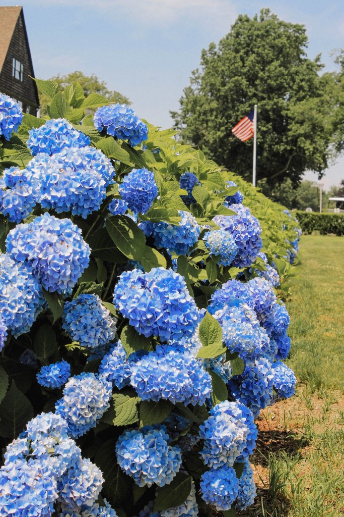 New Englander's Guide to Hydrangeas - Aubrey Craig