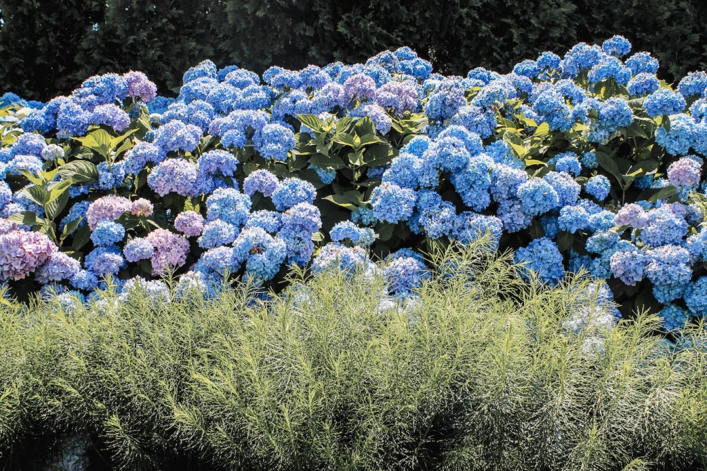 New Englander's Guide to Hydrangeas - Aubrey Craig